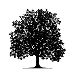 Line drawing of chestnut branch Royalty Free Vector Image