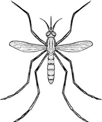 Simple Mosquito Drawing