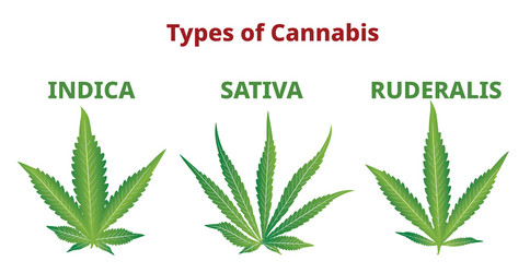 Classification of Plants Vector Images (over 140)