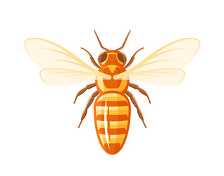 Honey bee Royalty Free Vector Image - VectorStock