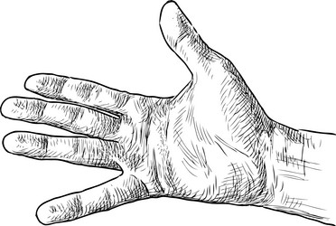 Open palm hand gesture male Royalty Free Vector Image