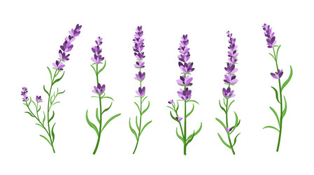 Lavender Vector Images (over 13,000)