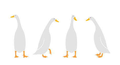 Indian runner ducks Royalty Free Vector Image - VectorStock