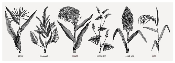 Millet Drawing Vector Images (over 210)