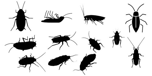 Cockroach Insect Icons Set On White Background Vector Image