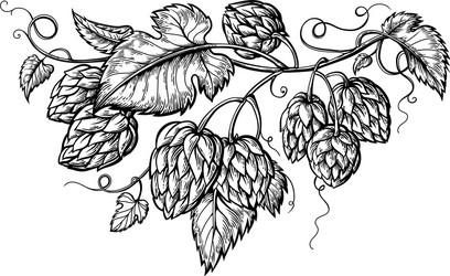 Hand drawing of a branch hops Royalty Free Vector Image