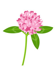 Flower of clover Royalty Free Vector Image - VectorStock