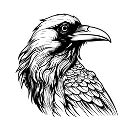 Angry crow head sketch hand drawn Royalty Free Vector Image