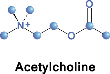 Acetylcholine Vector Images (over 180)