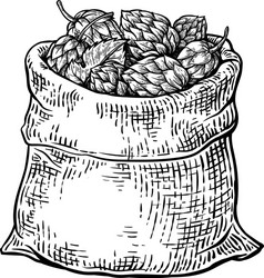 Hand drawing of a branch of hops Royalty Free Vector Image