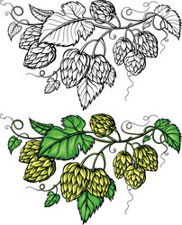 Hand drawing of a branch hops Royalty Free Vector Image