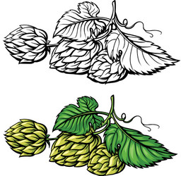 Hand drawing of a branch hops Royalty Free Vector Image