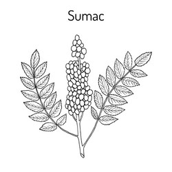 Rhus staghorn sumac Royalty Free Vector Image - VectorStock