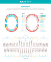 Human teeth chart Royalty Free Vector Image - VectorStock