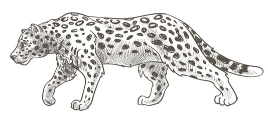Cartoon leopard isolated on white background Vector Image