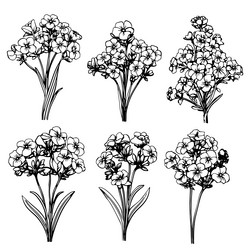 Forget-me-not flower set sketch hand drawn Vector Image