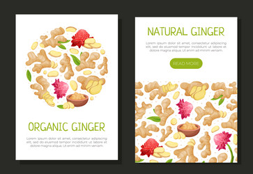 Organic ginger product label design with root Vector Image