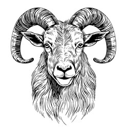 Goat face hand drawn sketch Royalty Free Vector Image
