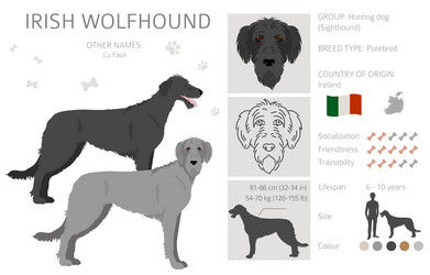 Irish wolfhound clipart different poses coat Vector Image