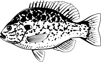 Sunfish Silhouette Vector Images (33)