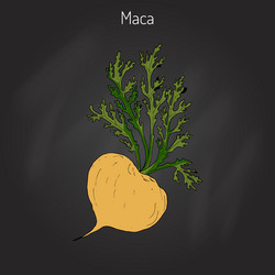 Maca Vector Images (over 200)