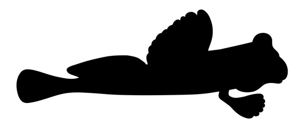 Mudskipper Vector Images (16)