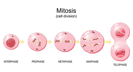 Mitosis scheme Royalty Free Vector Image - VectorStock