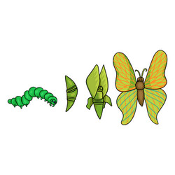 Butterfly Evolution Vector Images (over 330)