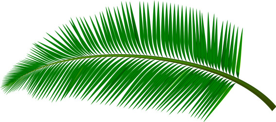 Coconut Leaf Vector Images (over 26,000) Coconut Leaf Vector Images (over 26,000)