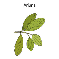 Arjun Vector Images (52)