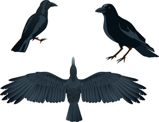 Raven Vector Images (over 7,300)