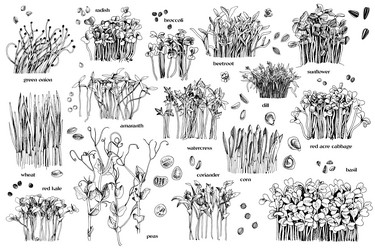 Label with fresh microgreens sprouts Royalty Free Vector