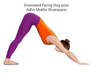 Sketch of adho mukha shvanasana Royalty Free Vector Image
