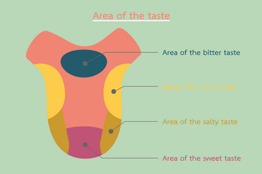 Human Tongue Taste Map Royalty Free Vector Image