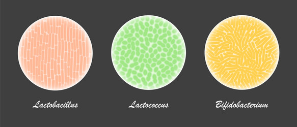 Bacteria Culture Vector Images (over 1,400)