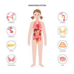 Human endocrine system Royalty Free Vector Image