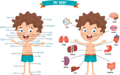 Human organs Royalty Free Vector Image - VectorStock