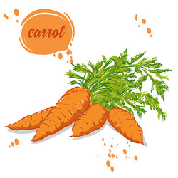 Carrot root vegetable cartoon Royalty Free Vector Image