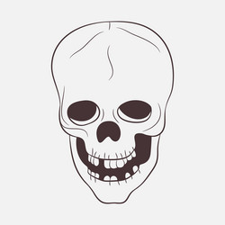 Realistic human skull side profile cartoon Vector Image