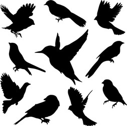 Set birds Royalty Free Vector Image - VectorStock