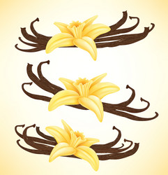 3d realistic sweet scented fresh vanilla Vector Image