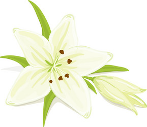 Lily Vector Images (over 38,000)