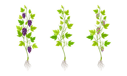 Grape Growth Stages Vector Images (45)