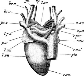 Detailed Heart Anatomy Vintage Engraving Vector Image