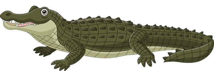 Cartoon crocodile isolated on white background Vector Image