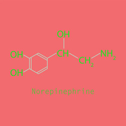 Norepinephrine noradrenaline norepi hormone Vector Image