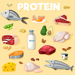 Variety of protein foods poster Royalty Free Vector Image