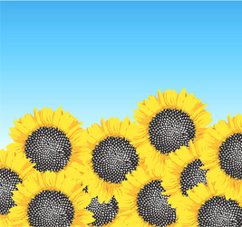 Sunflowers Vector Images (over 39,000)