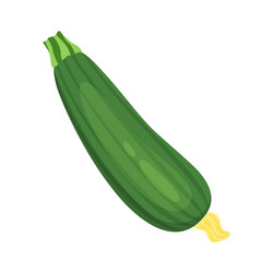 Green zucchini vegetable squash isolated on white Vector Image
