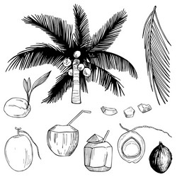 Hand drawn coconuts and palm leaf sketch Vector Image